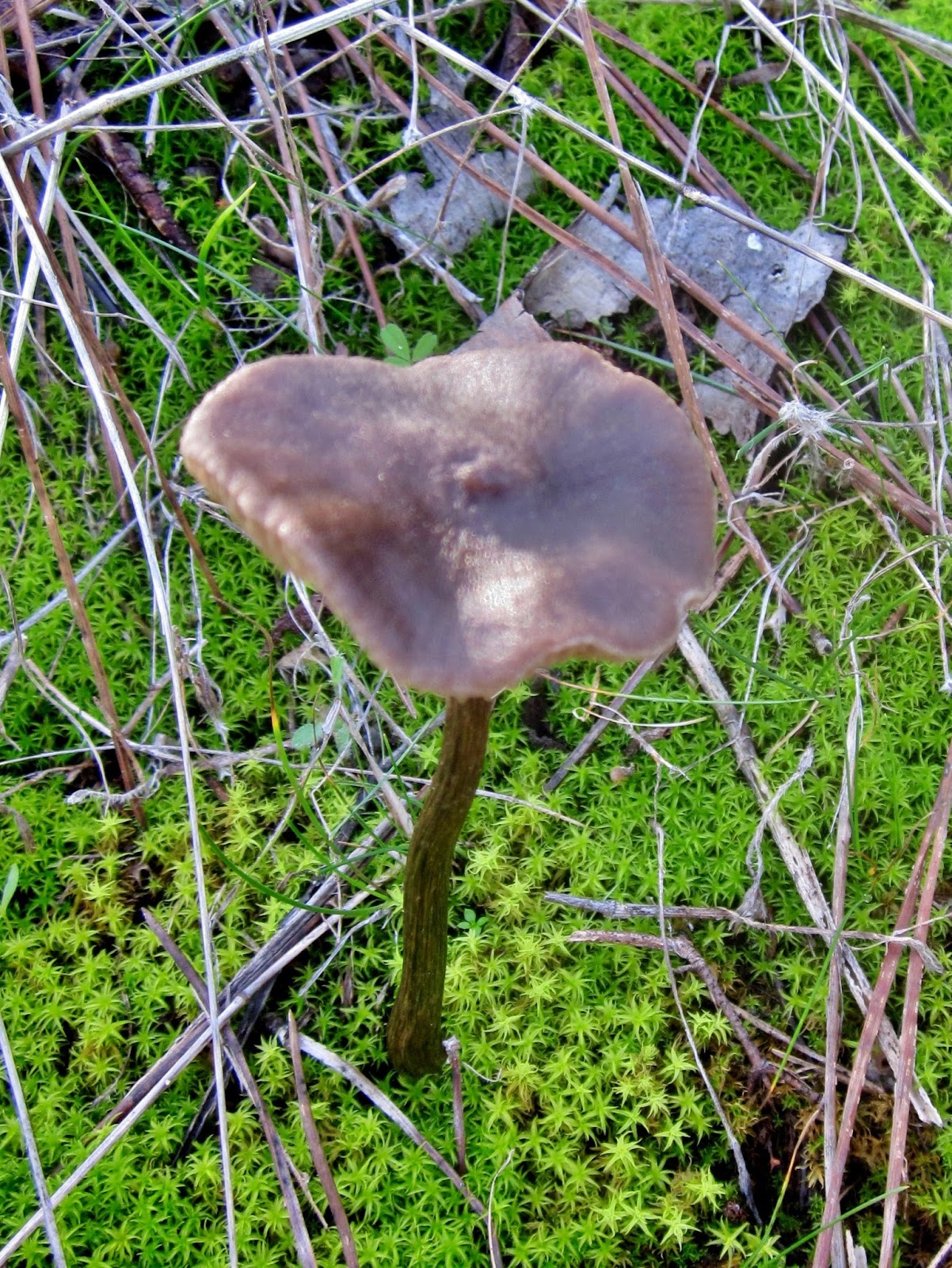 Biodiversity of Cyprus by NGO Protection of the Natural Heritage and ...