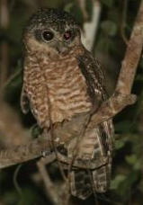 Tourism Destination: Pariwisata NTT