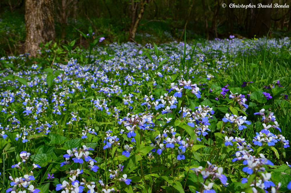 Illinois Botanizer: 7 Amazing Spring Wildflower Hikes in Southern Illinois