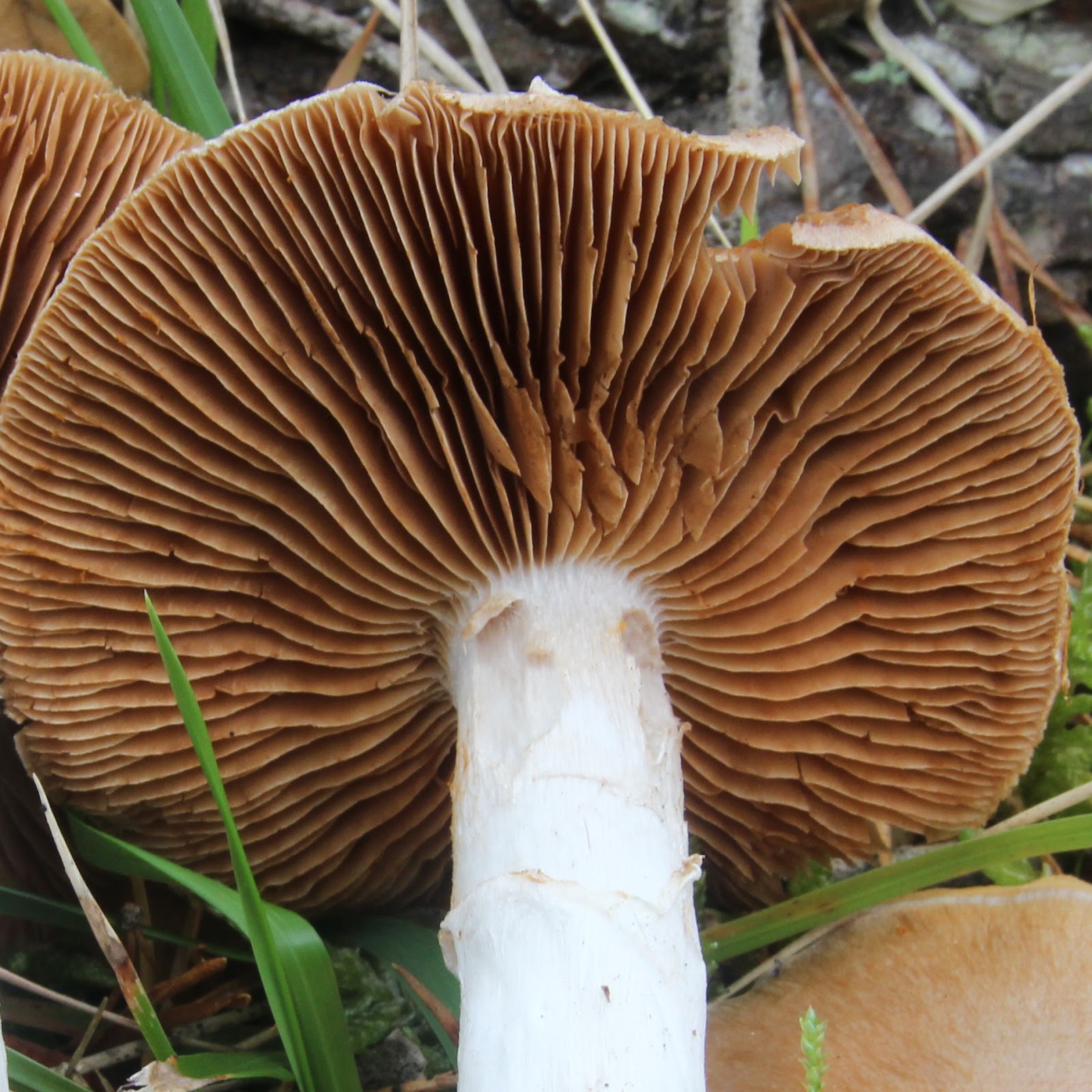 Guía de Setas y Hongos de Navarra.: Cortinarius renidens Fr.