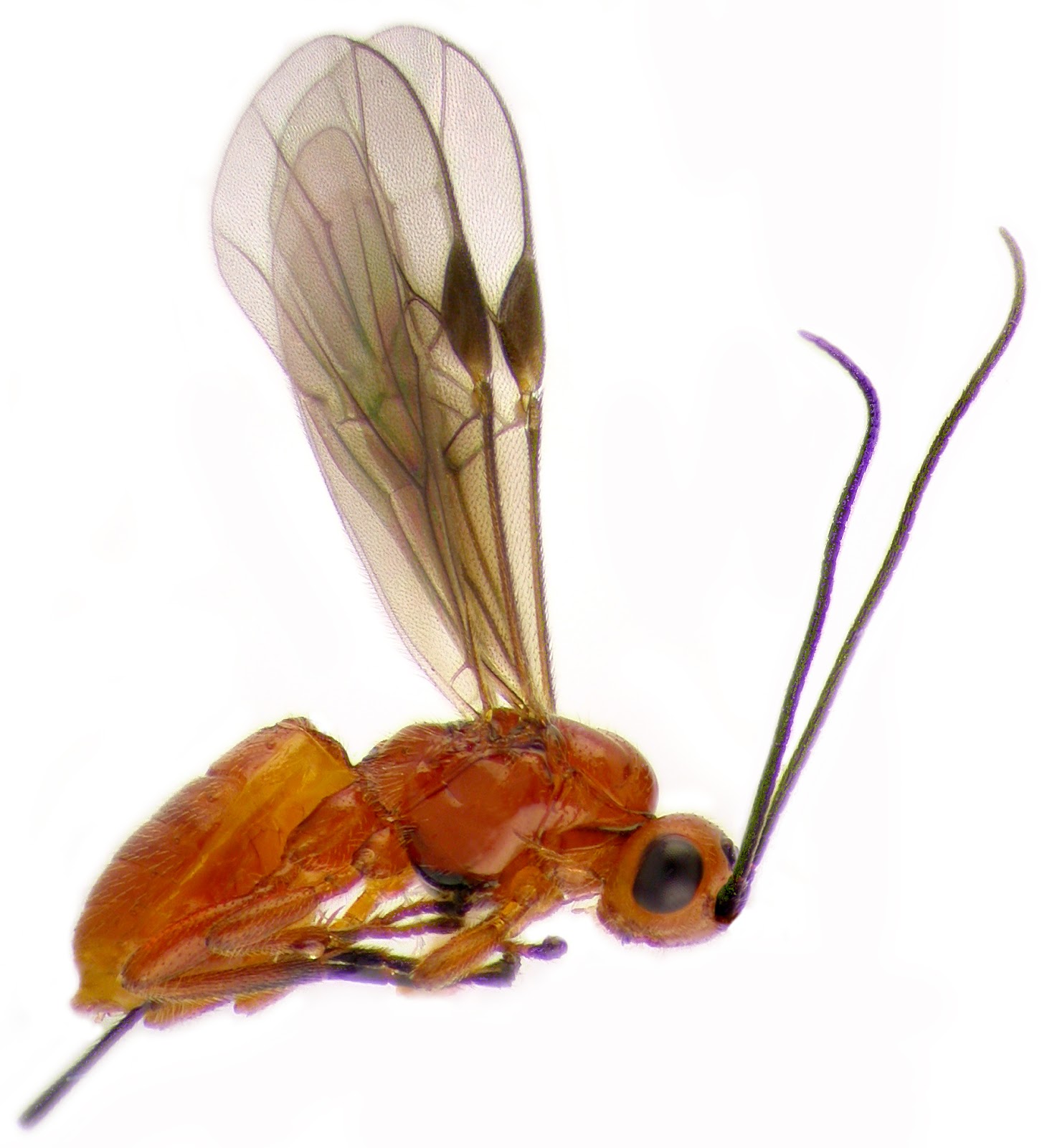 Prairie Pest Monitoring Network Blog: Insect of the Week (Aug 07, 2018 ...