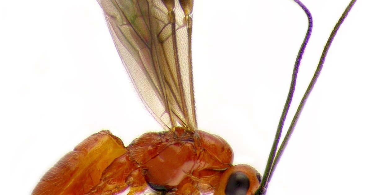 Prairie Pest Monitoring Network Blog: Insect of the Week (Aug 07, 2018 ...