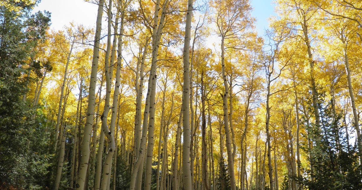 walking flagstaff: kachina trail hike -- san francisco peaks