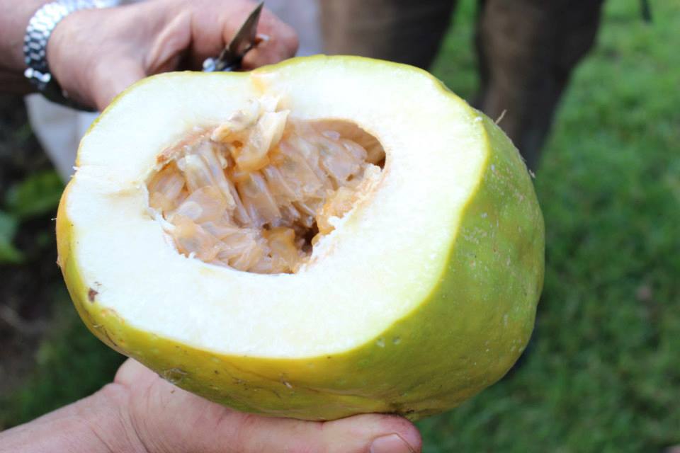 Daleys Fruit Tree Blog July 2013