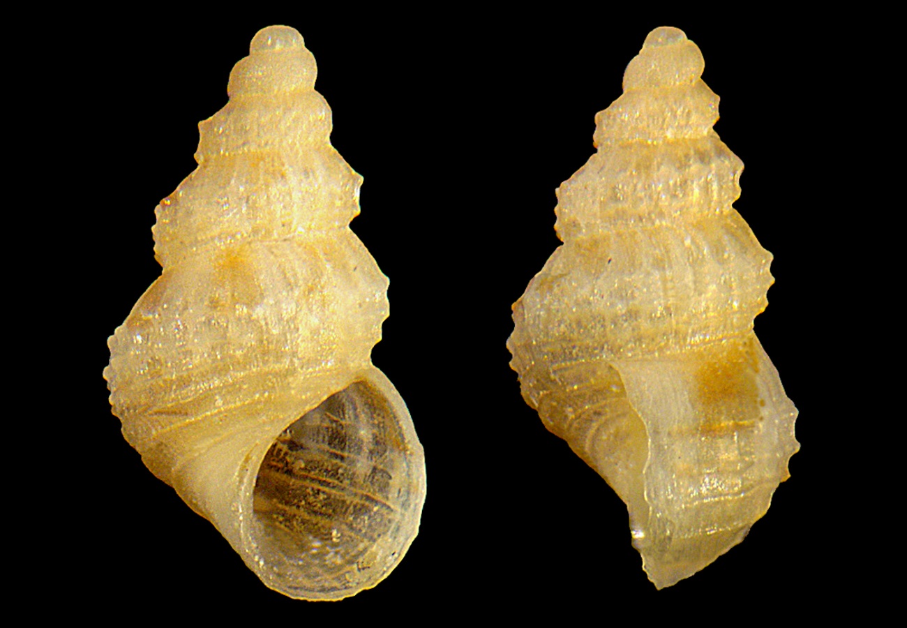 Species New to Science: [Mollusca • 2020] Alvania pizzinii • Revision ...