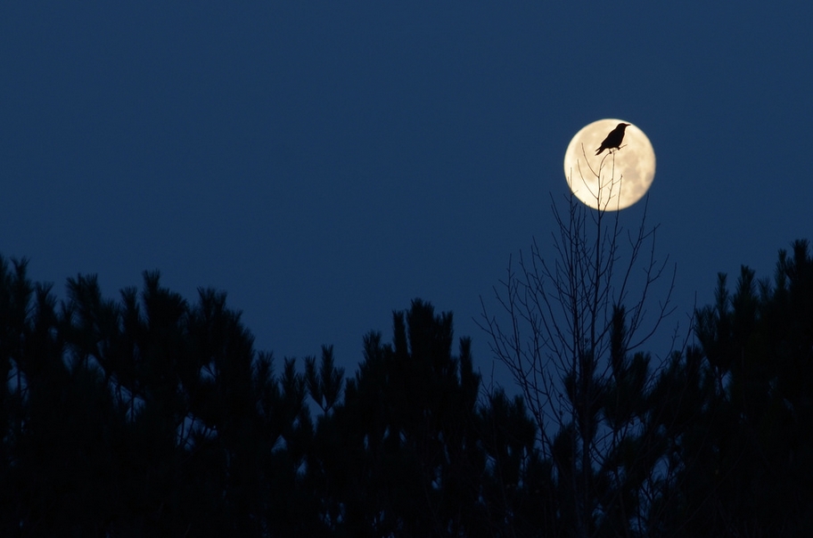 White Wolf : Happy Full Crow Moon 2017: What You Need to Know About ...