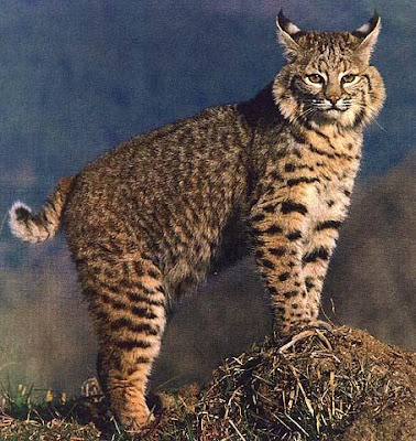 Cazador Sigiloso e Intimidante.: Género Lynx