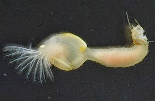 OCTOLASMIS SP - Stasiun Karantina Ikan Pengendalian Mutu dan Keamanan ...