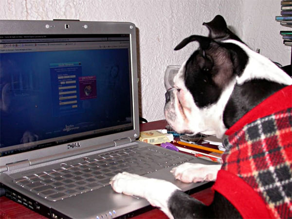 Dogs With Laptops-Computers | Funny And Cute Animals