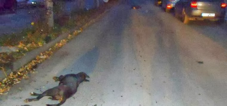 ΣΤΗ ΛΑΡΙΣΑ, ΣΚΟΤΩΣΑΝ 2 ΣΚΥΛΙΑ ΣΤΗ ΜΕΣΗ ΤΟΥ ΔΡΟΜΟΥ... ΕΚΚΛΗΣΗ ...