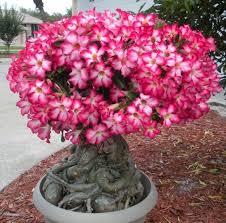 Inspirasi 40+ Jenis Bunga Adenium Terbaru