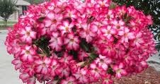 Inspirasi 40+ Jenis Bunga Adenium Terbaru