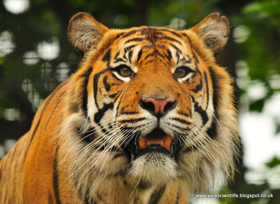 Gary Jones Wildlife Photography: Chester Zoo ..... Tiger