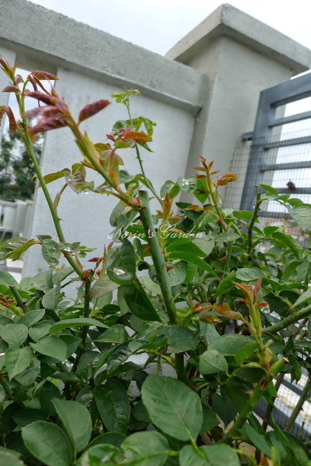All About Norin's Garden: Cara mencantas pokok bunga ros