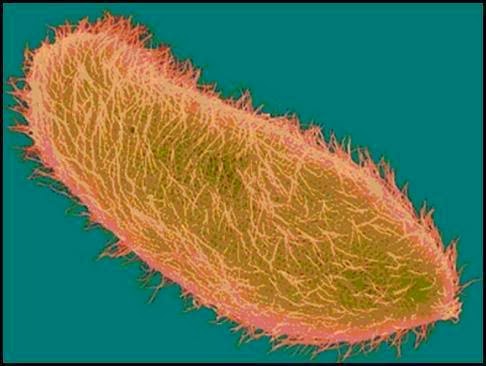 BIOLOGÍA APLICADA 4ºA-4-2014: INFUSORIOS.