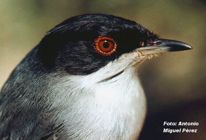 ESTACIÓN BIOLÓGICA DE LOS MONTES DE MÁLAGA: Las currucas observables en ...