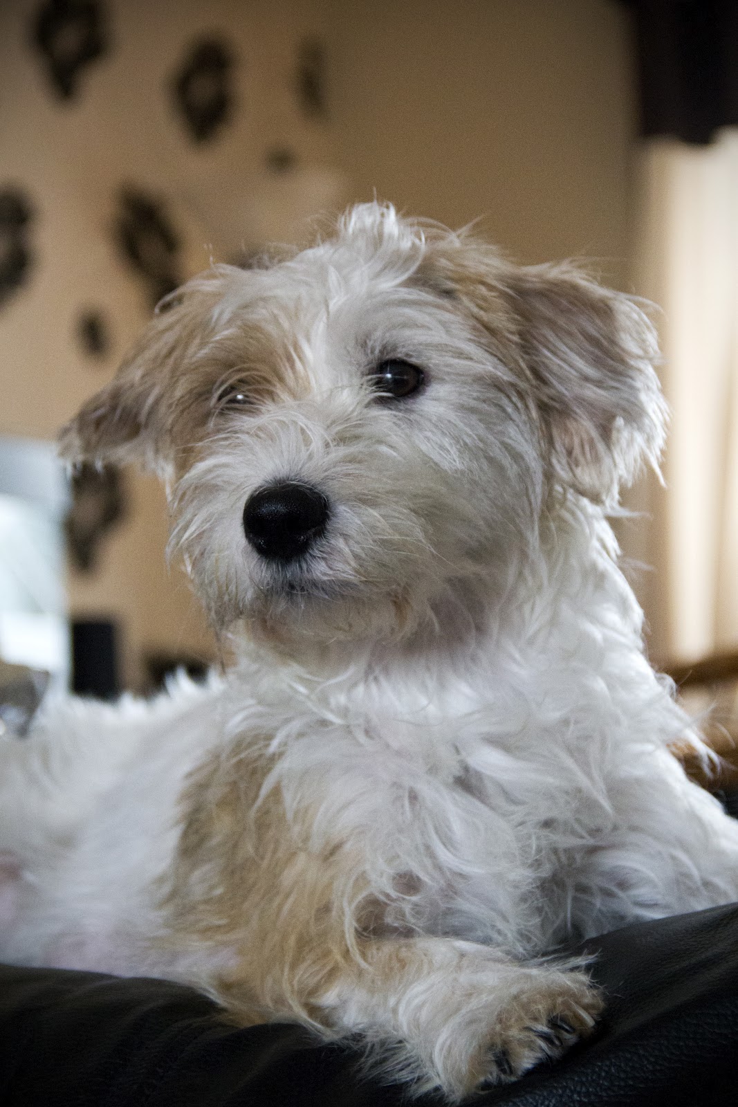 Loren McFarlane Photography: Susan Borthwick's Daxijack puppies...