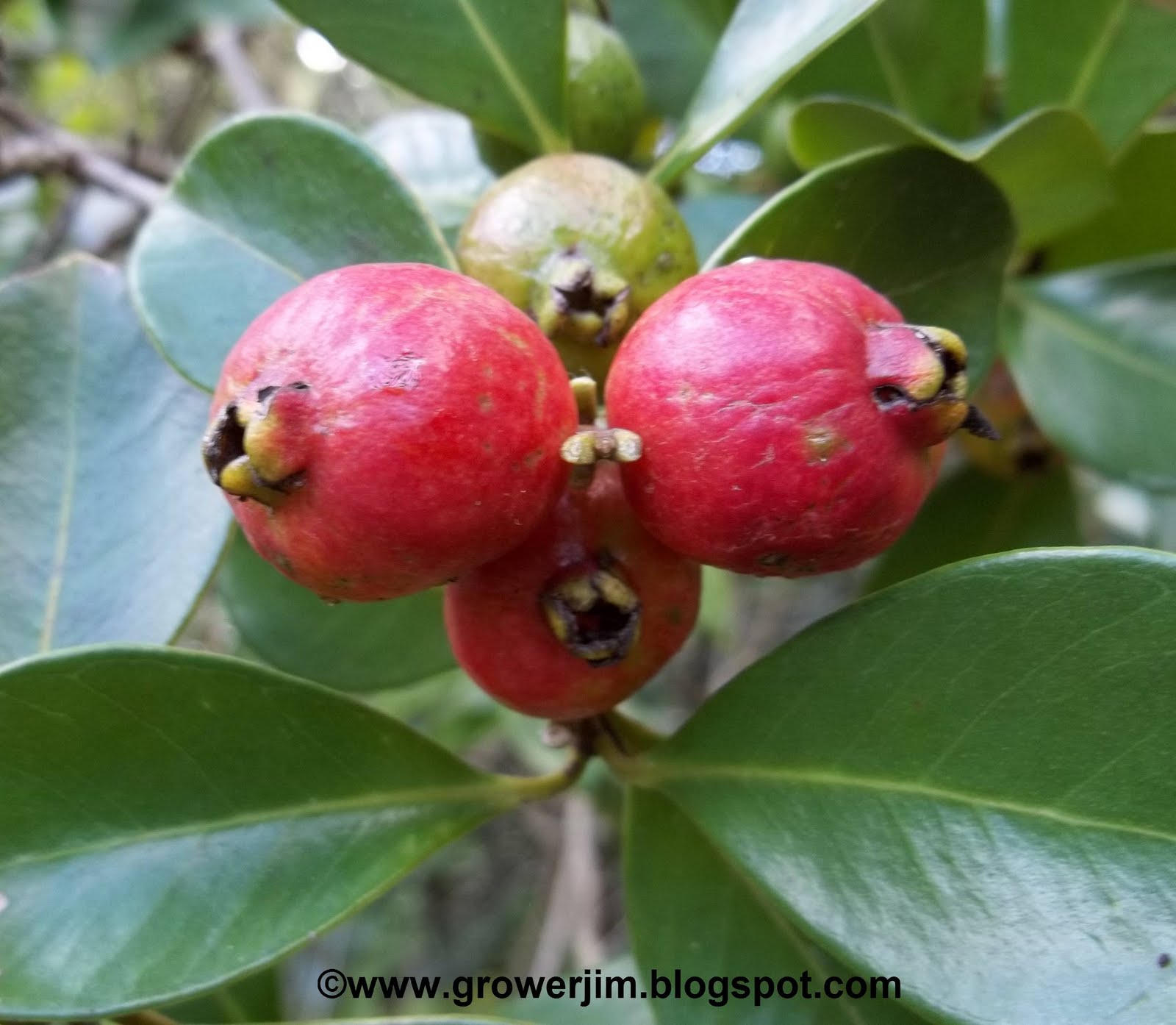 Garden Adventures: Harvest Monday - August 2011