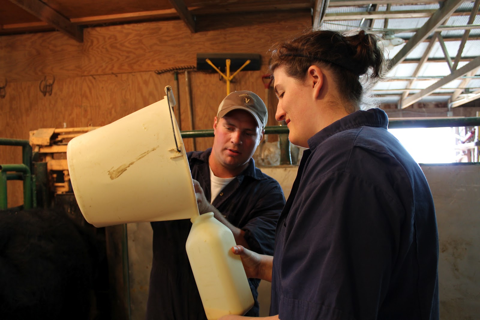 The Ninth Year...: Beef Cattle Calving in Clay Center, Nebraska