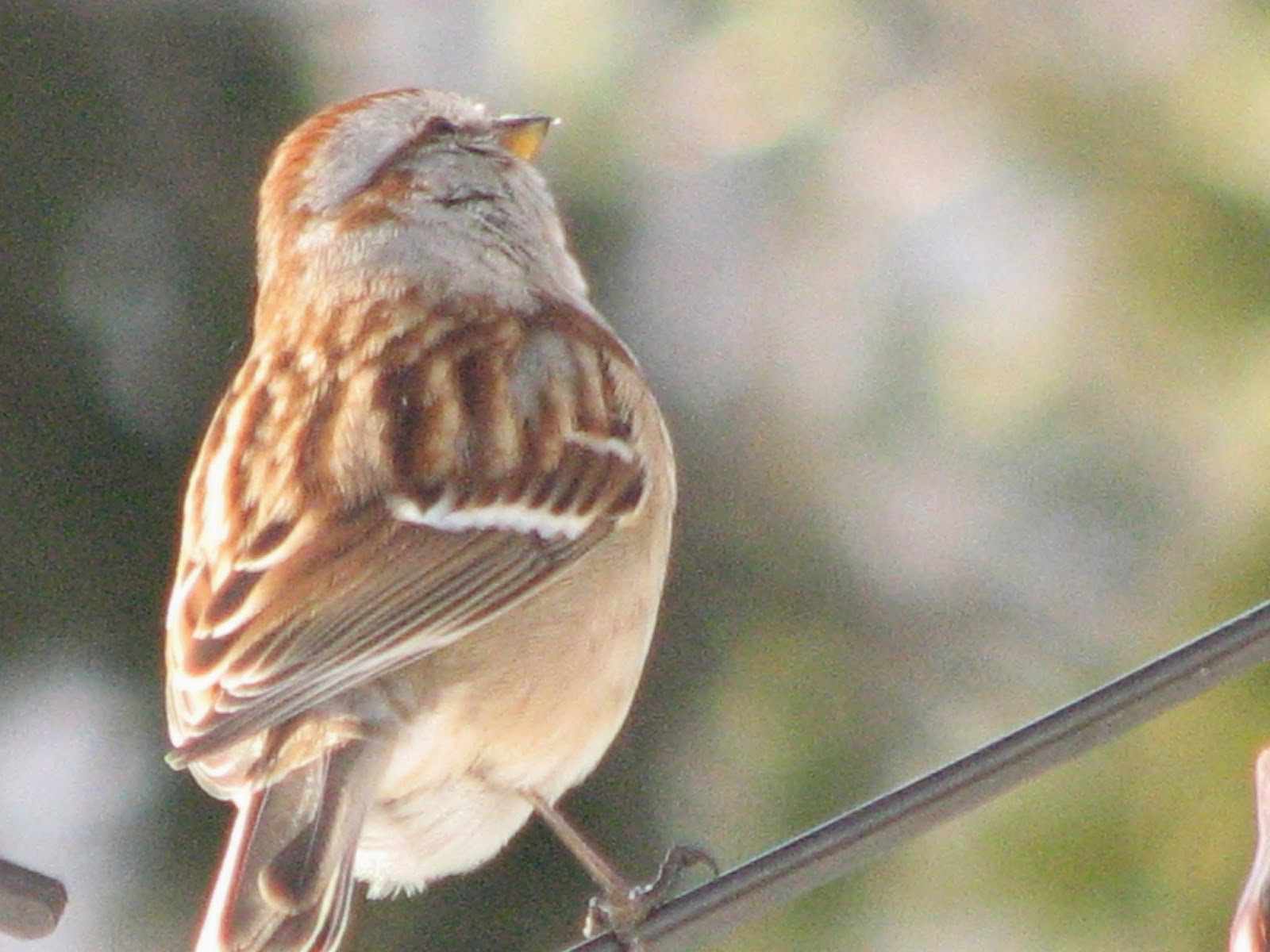 South Burlington birds: American Tree Sparrow photos | Litter with a ...
