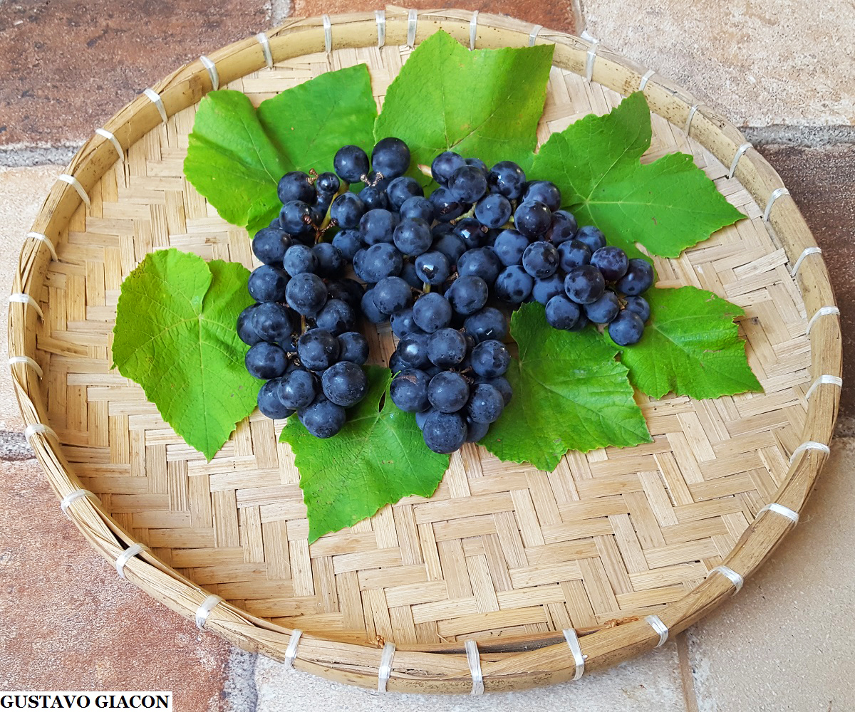 Viveiro Ciprest - Plantas Nativas e Exóticas: Uva Isabel Preta ( Vitis ...