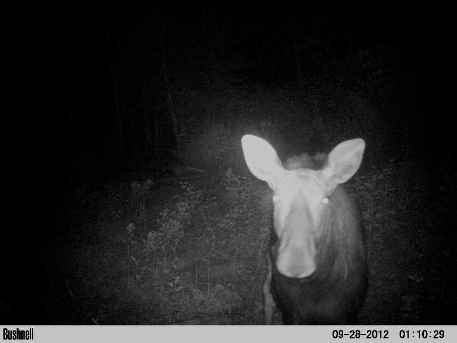 Bow Narrows Camp Blog on Red Lake Ontario: Can animals see the infrared ...