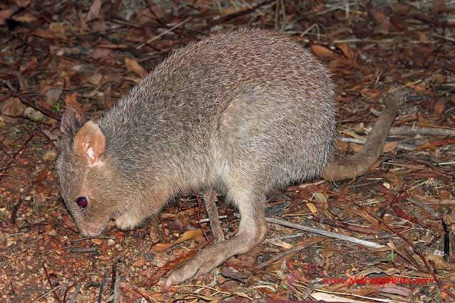 Rata canguro rojiza (Rufescens Aepyprymnus)