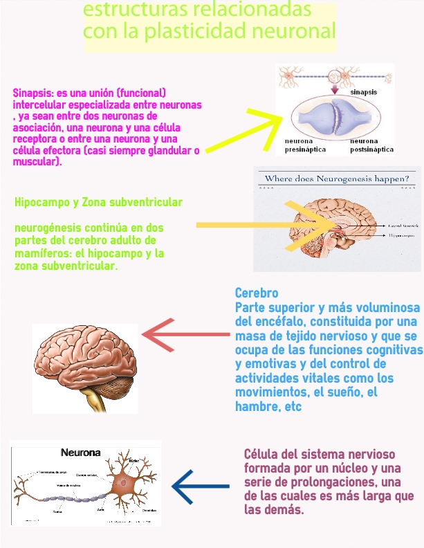 Plasticidad Neuronal Dinora Ortiz