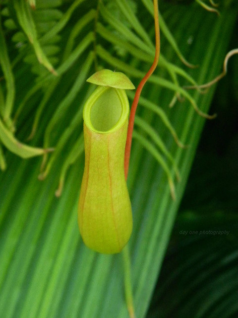 Day One Photography: Monkey Cup Pitcher Plant