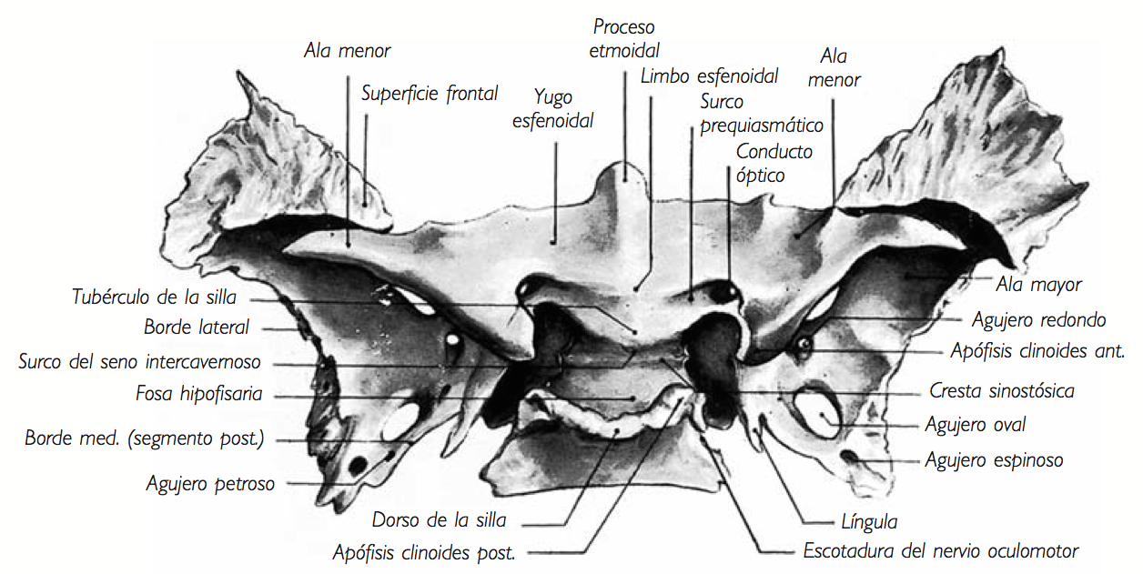 Morfofunción: Cabeza y cuello: Esfenoides