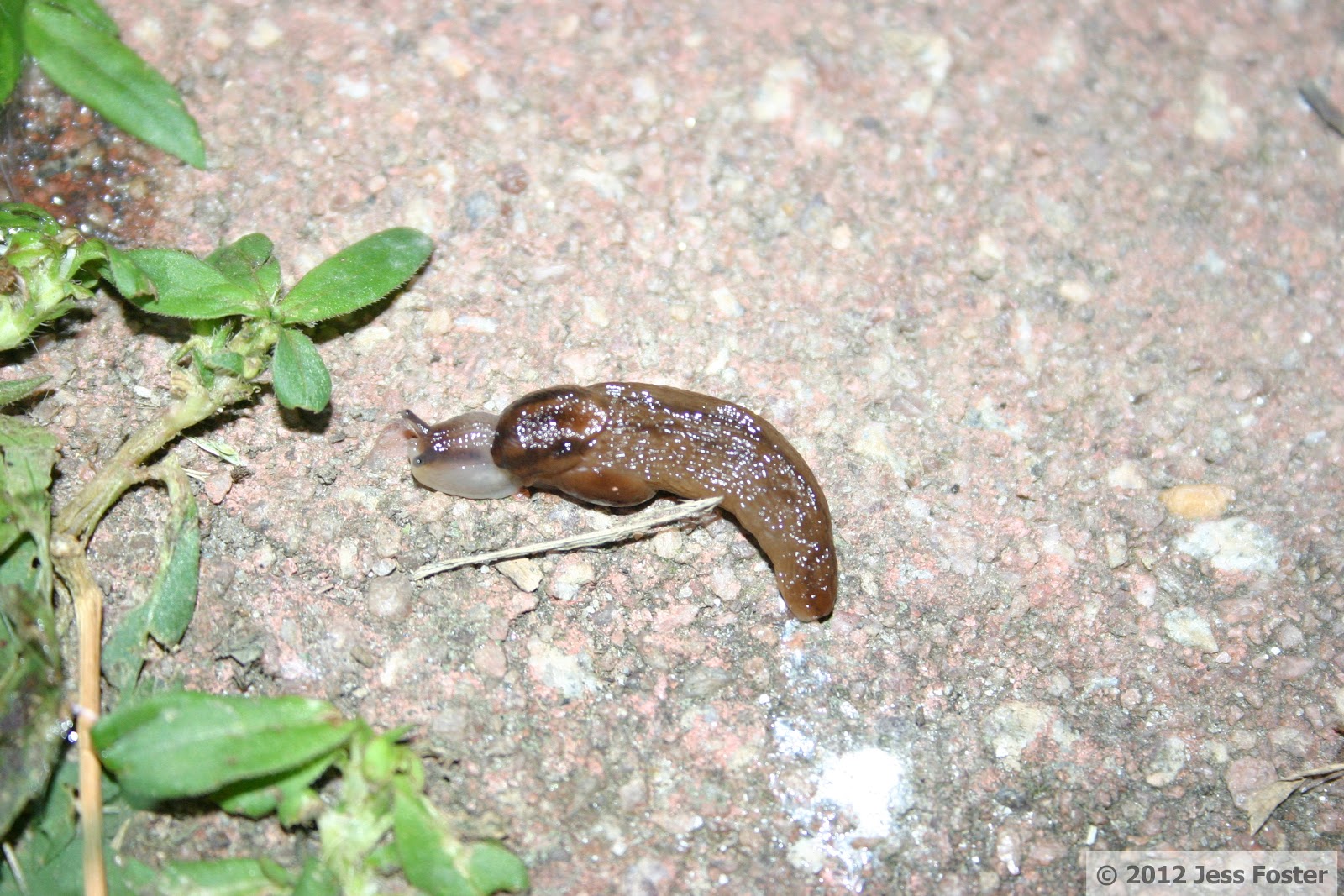 Sluggin' Along: Infected Slugs: Case #10