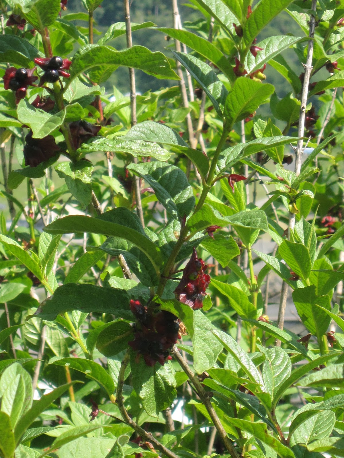 Bonney Lassie: Wildflower Wednesday -- Twinberry Honeysuckle