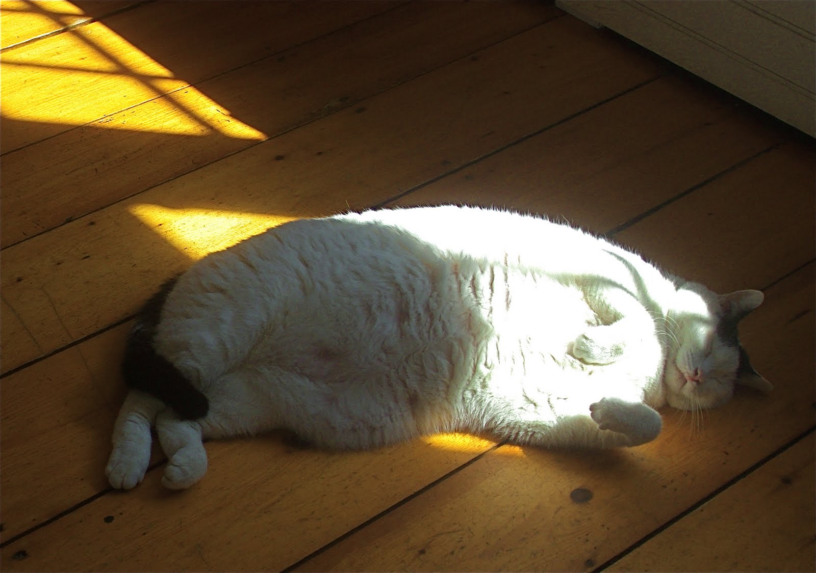 Three Graces: The fattest cat I have ever seen in real life and the ocean