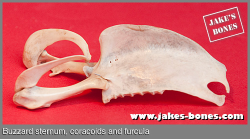 Buzzard skeletons (and bird skeletons in general) : Jake's Bones