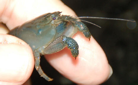 Effective Algae Eating Shrimp in Fish Tank: Vampire Shrimp - Aquarium ...