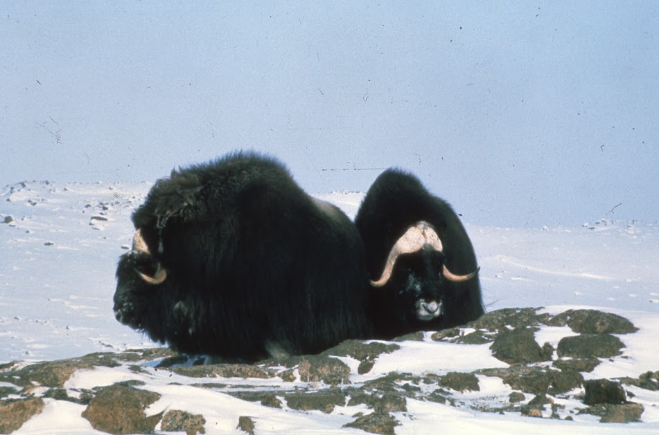 Bob McKerrow - Wayfarer: An encounter with white wolves and musk oxen ...