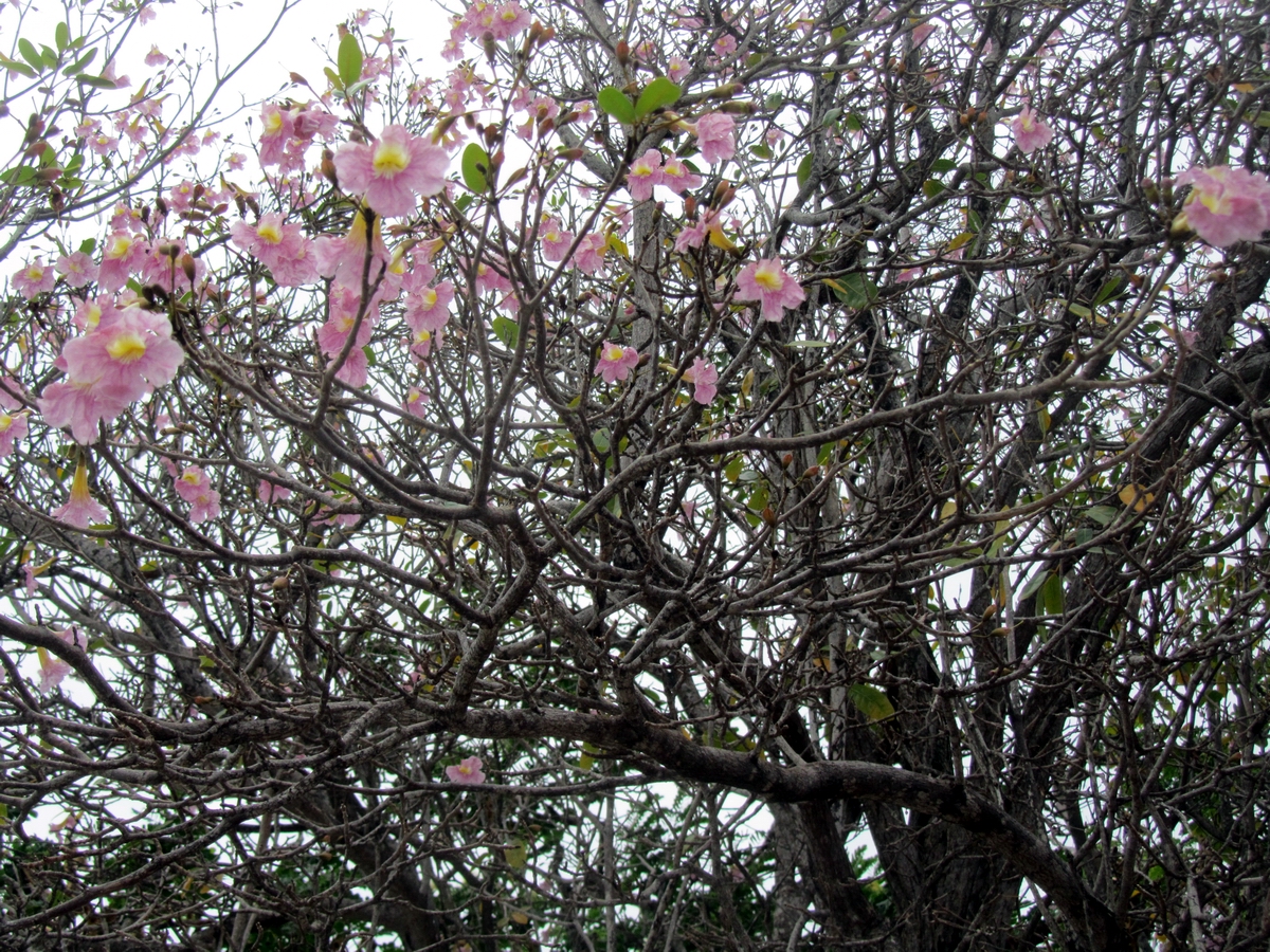 Hiking Curaçao - Flora and Fauna: Tabebuia heterophylla, White cedar ...