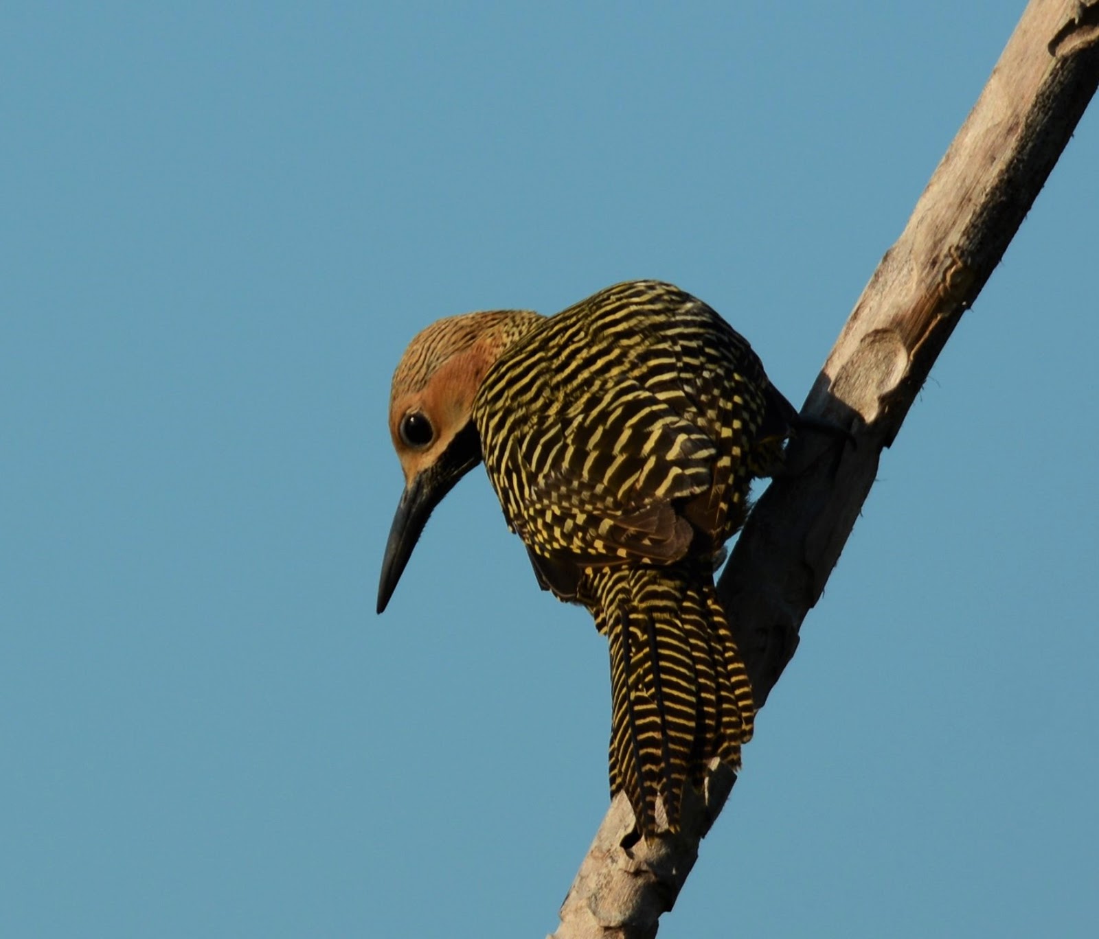 Woodpeckers of the World: Fernandina's Flicker