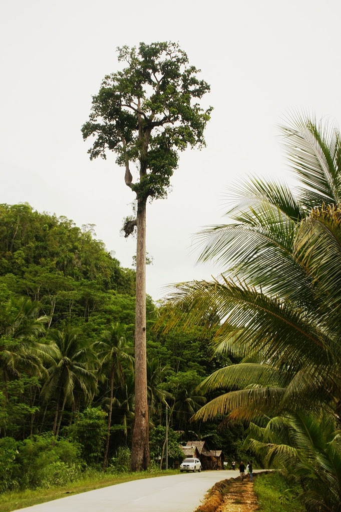 OUR PHILIPPINE TREES: The Surigao Giant