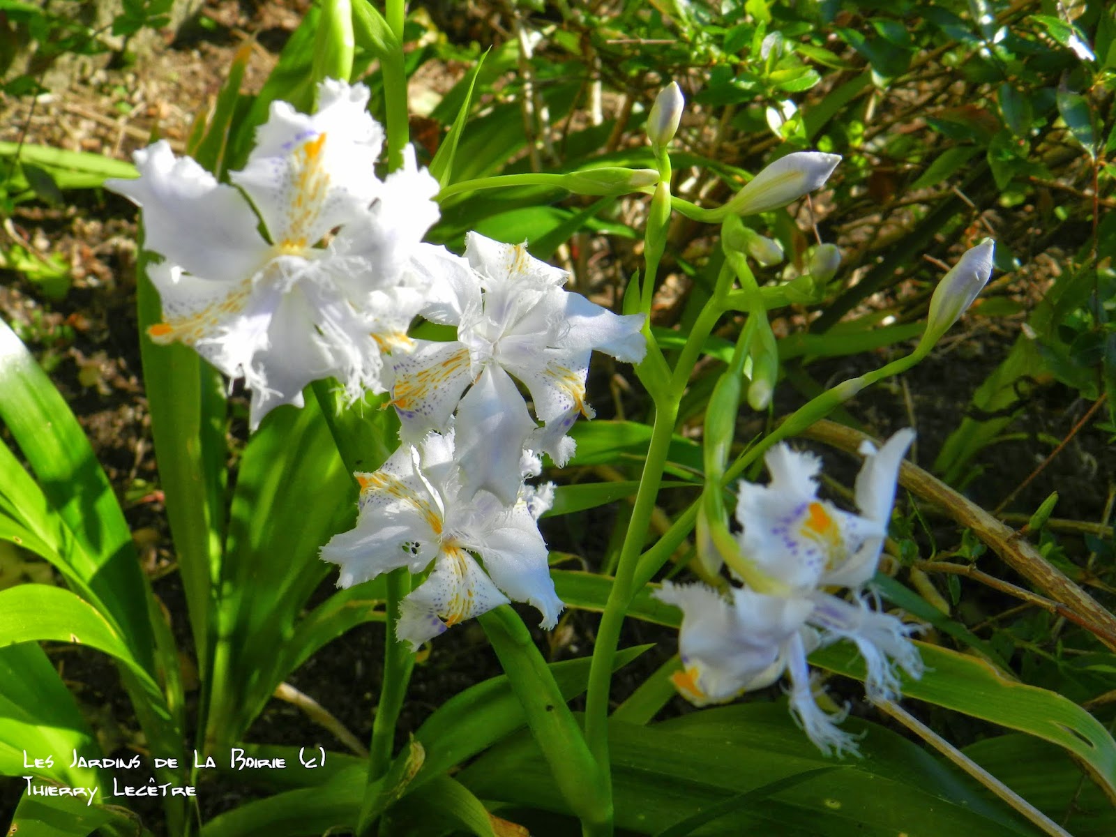 Iris watti ~ Les Jardins Botaniques de la Boirie