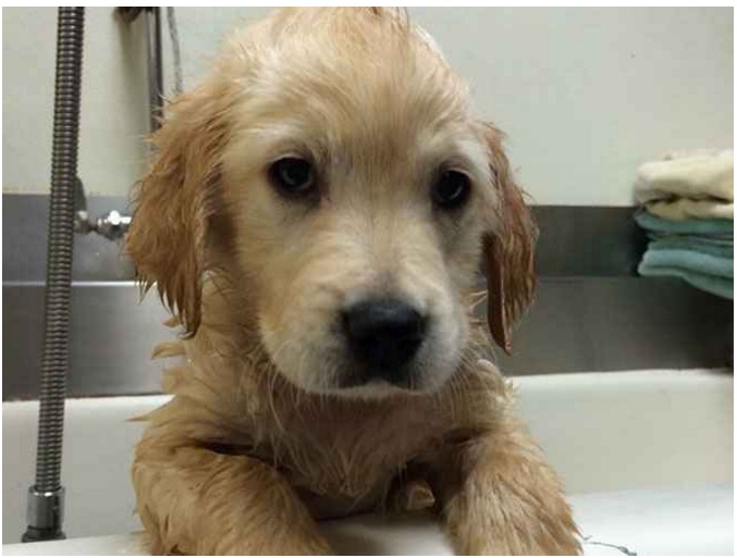 FOTOS: El perro con brackets que se volvió viral en Redes. | Noticias VIP