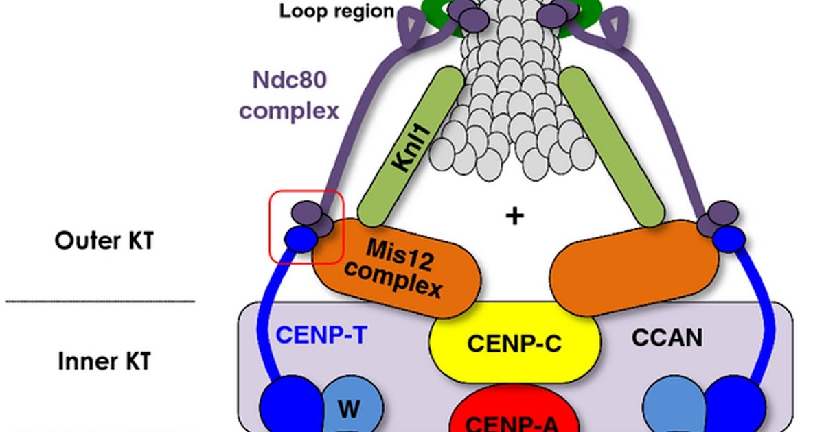 Desafiando a Nomenklatura Científica: Cinetócoros humanos são "juntas ...