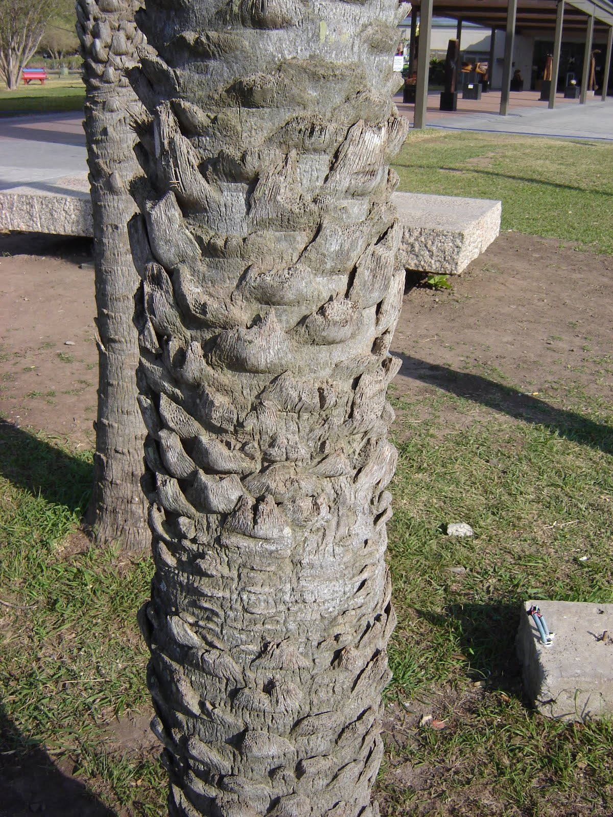 v e r d e c h a c o: Palmera Caranday