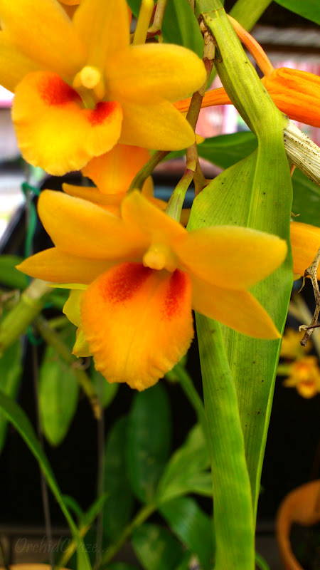OrchidCraze: My Orchids : Blooming recently...