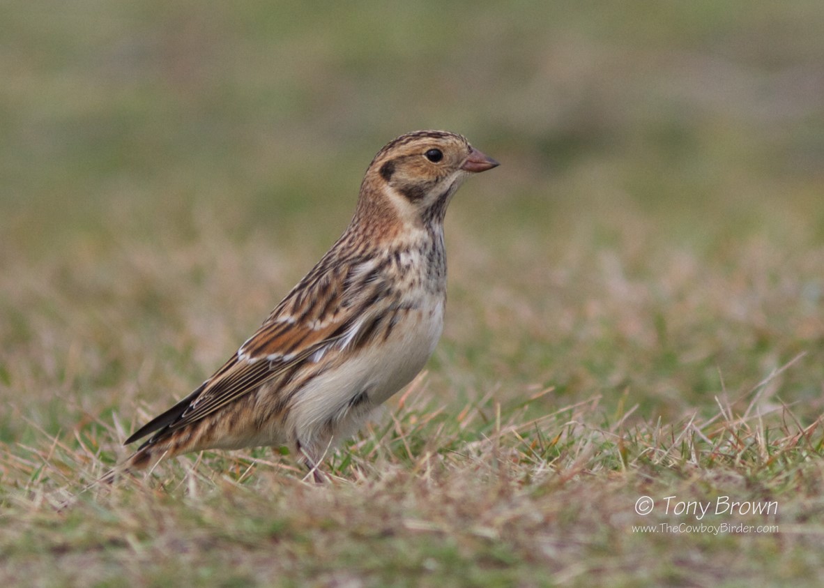 Wanstead Birding: The top ten birds of Wanstead 2009–2018: 10