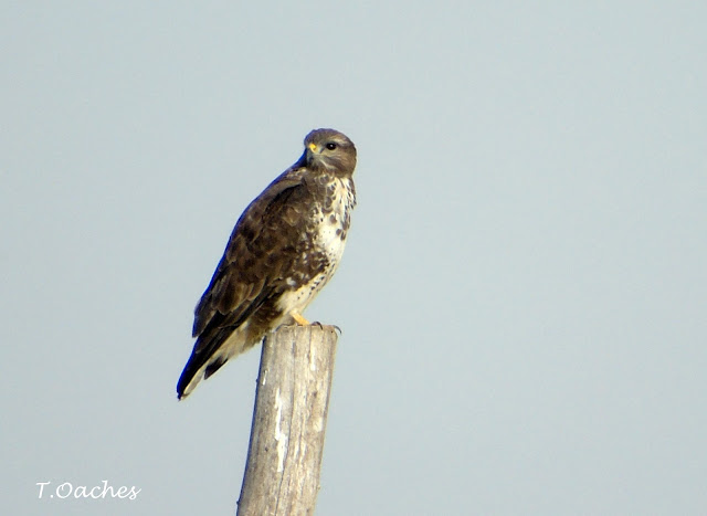 PASARI DIN ROMANIA: SORECAR COMUN, Buteo buteo