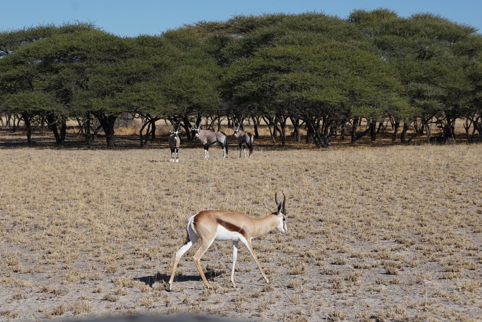Study Abroad, Botswana: 2018