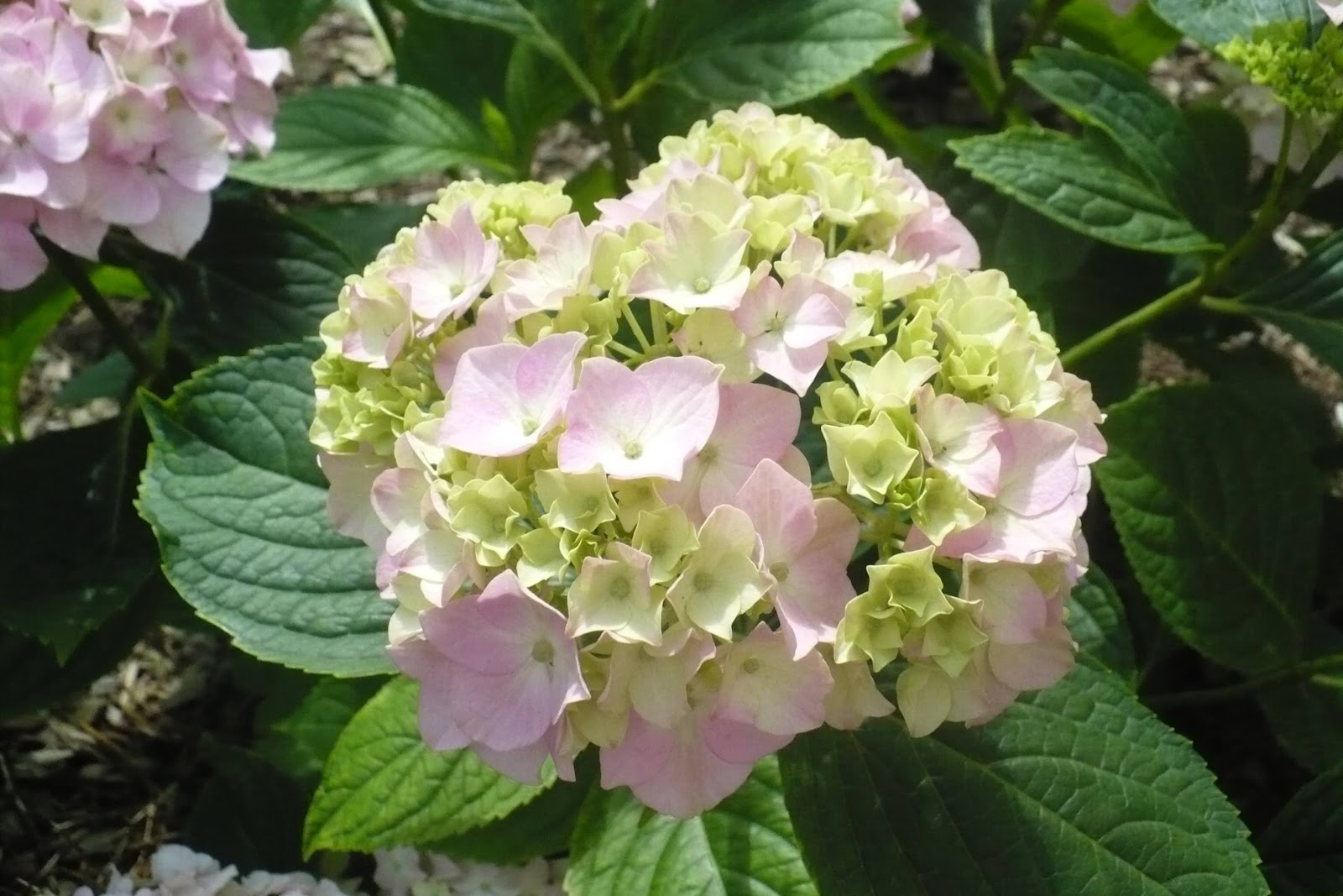 Hydrangea, Hortensja: Hydrangea macrophylla (Hortensja ogrodowa) 'Otaksa'