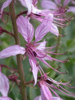 Las plantas y sus usos: Fresnillo