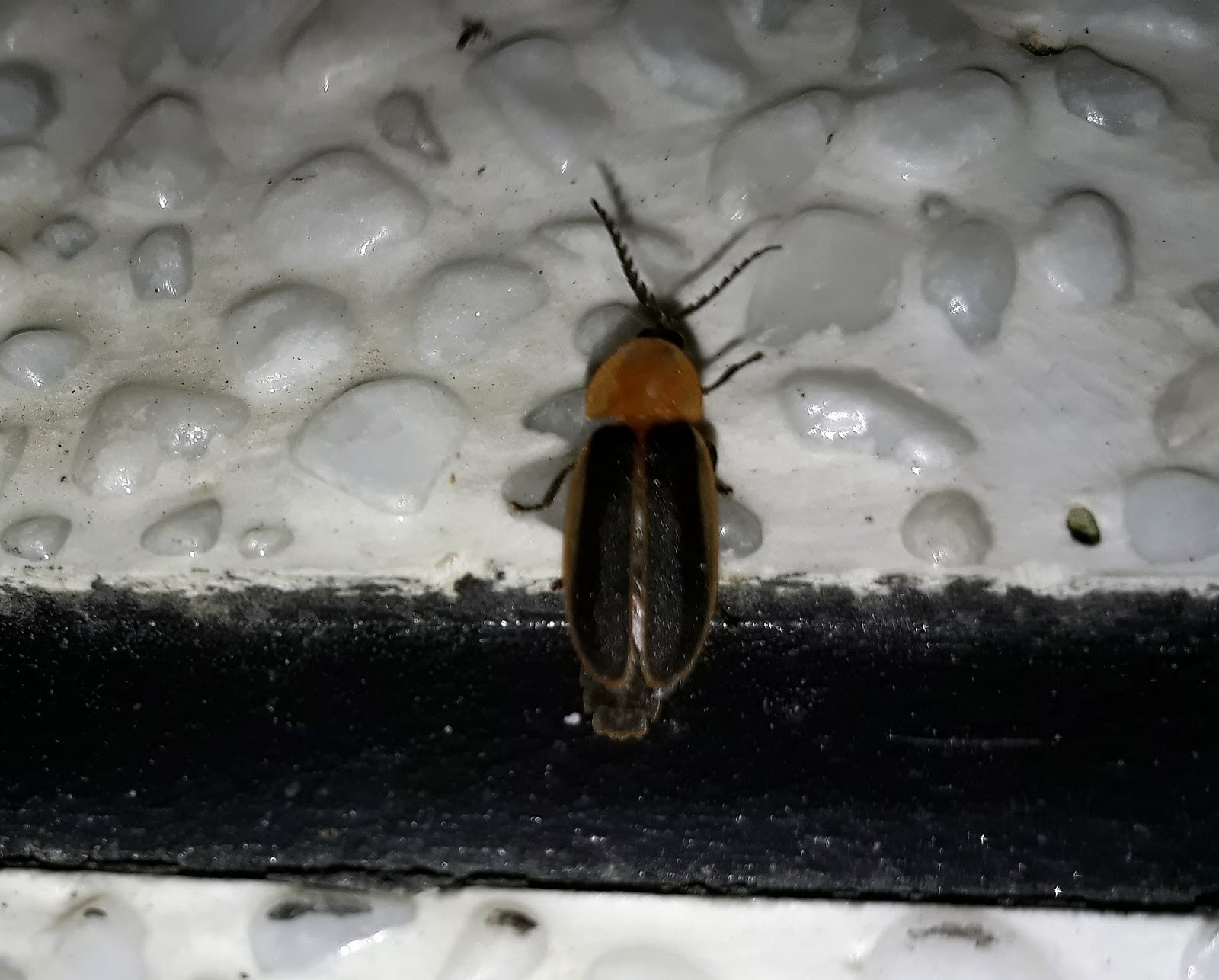 恬美農場: 8月 2018